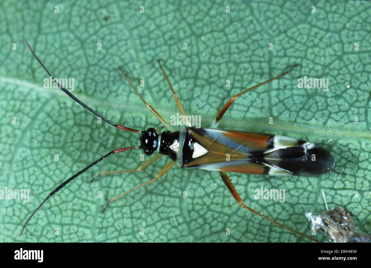 Histronicus hi-res stock photography and images - Alamy