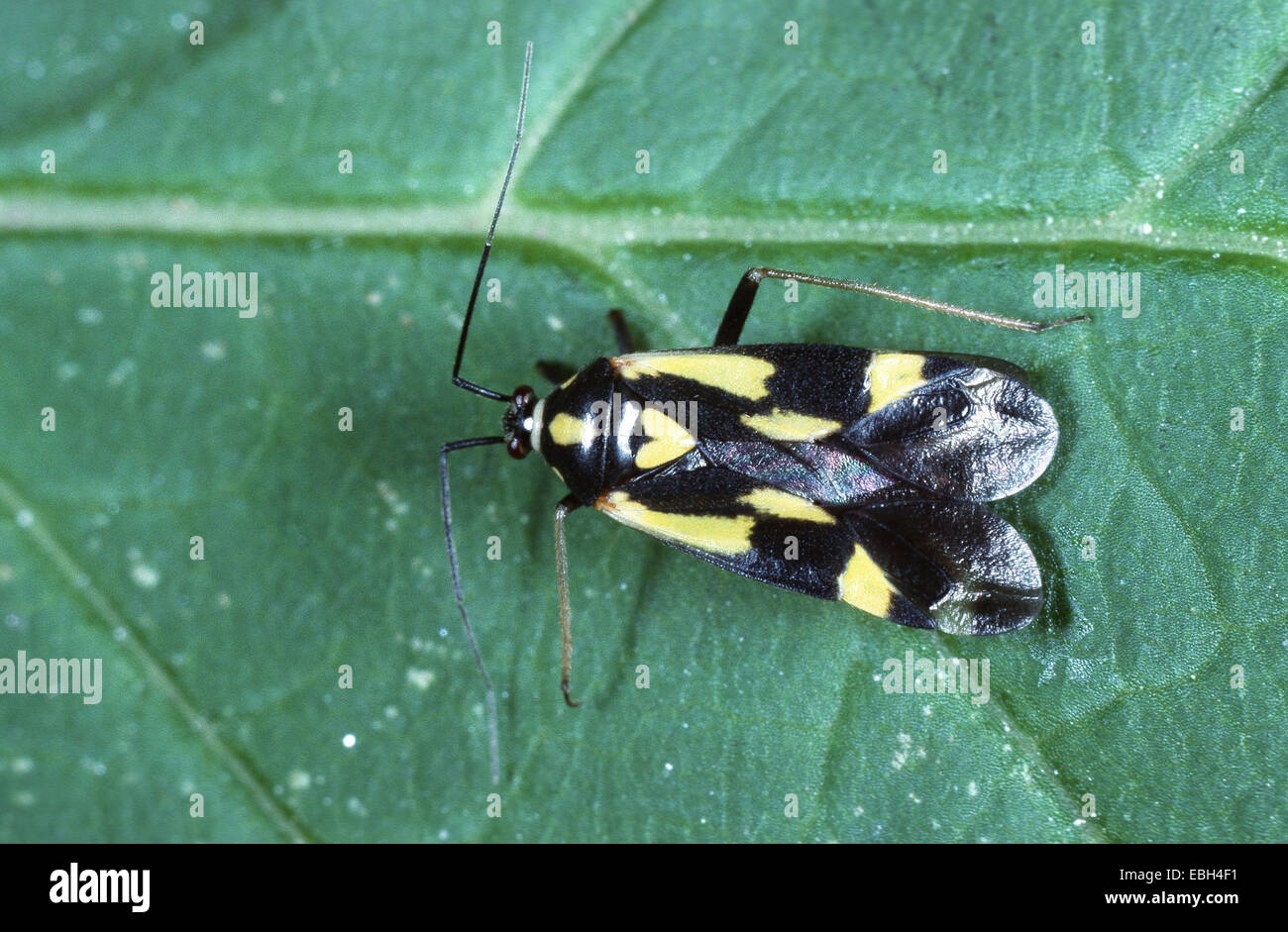mirid, capsid bug, plant bug (Calocoris sexguttatus Stock Photo - Alamy