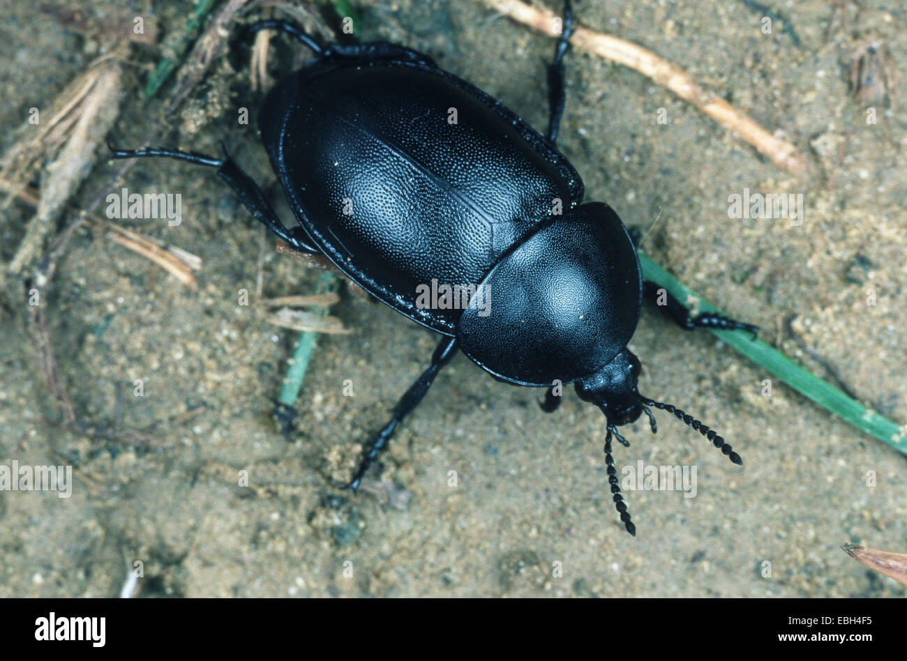 Burying Beetles Silpha High Resolution Stock Photography and Images - Alamy