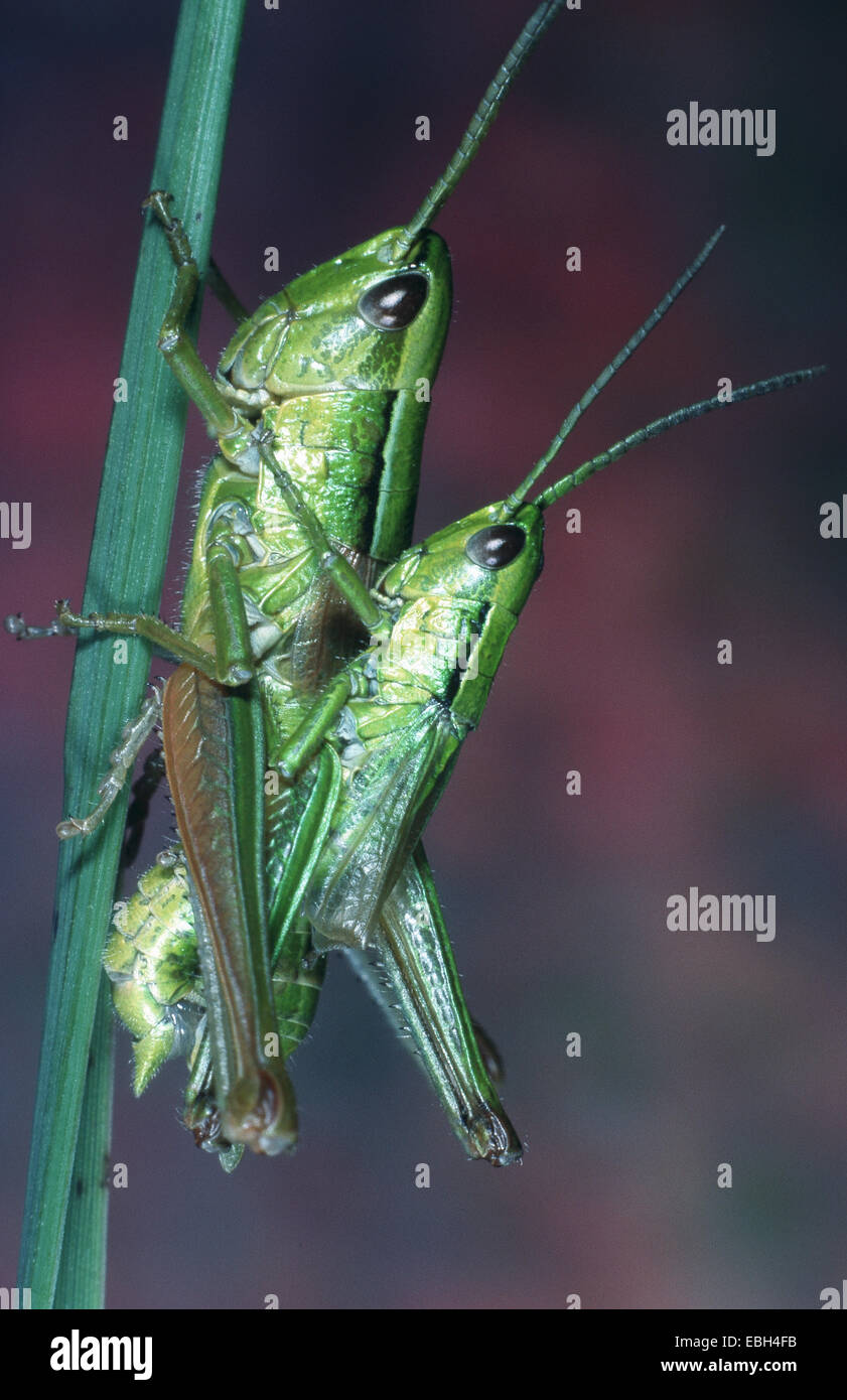 small gold grasshopper (Chrysochraon brachypterus, Euthystira ...