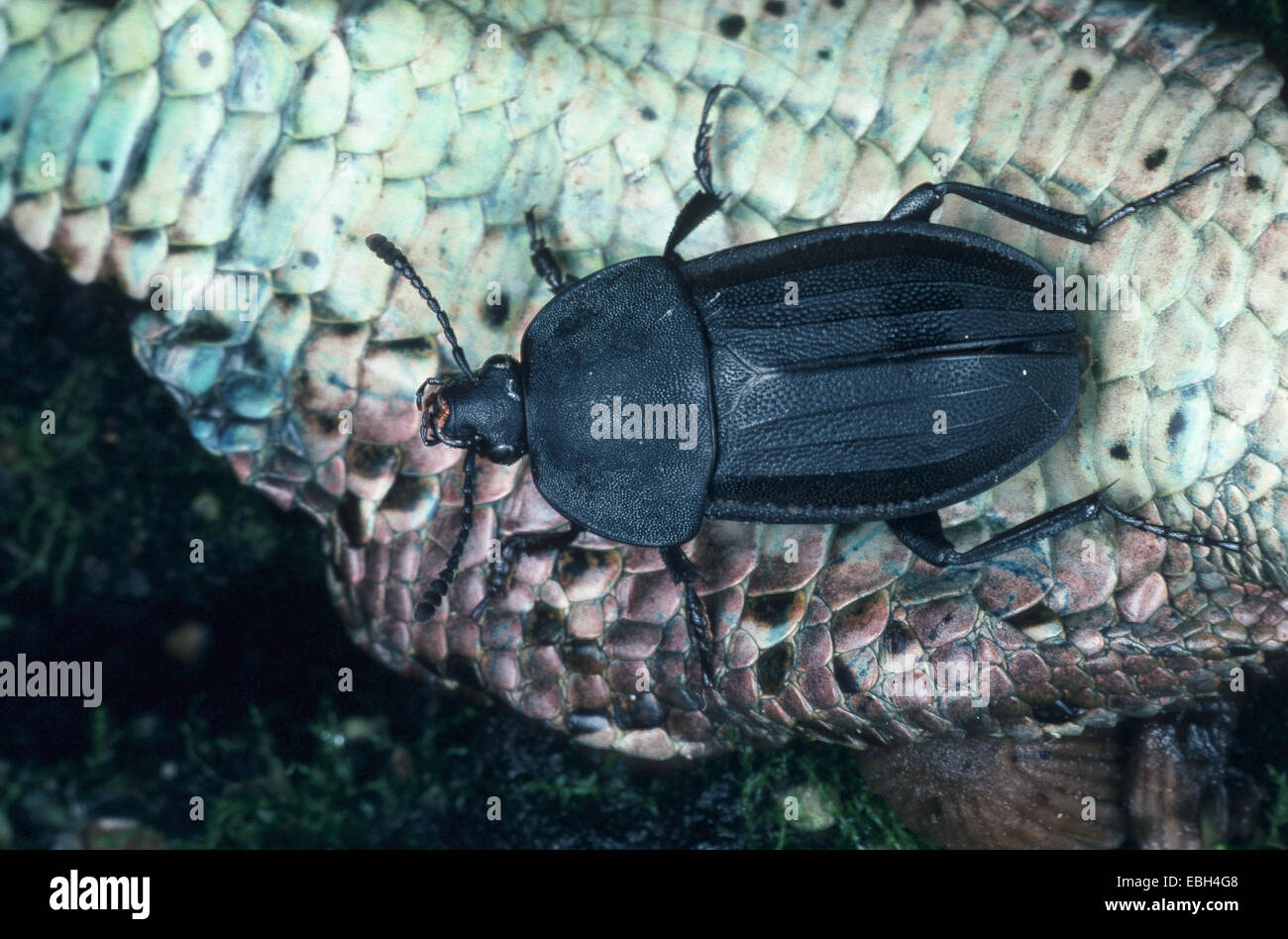 Burying Beetles Silpha High Resolution Stock Photography and Images - Alamy