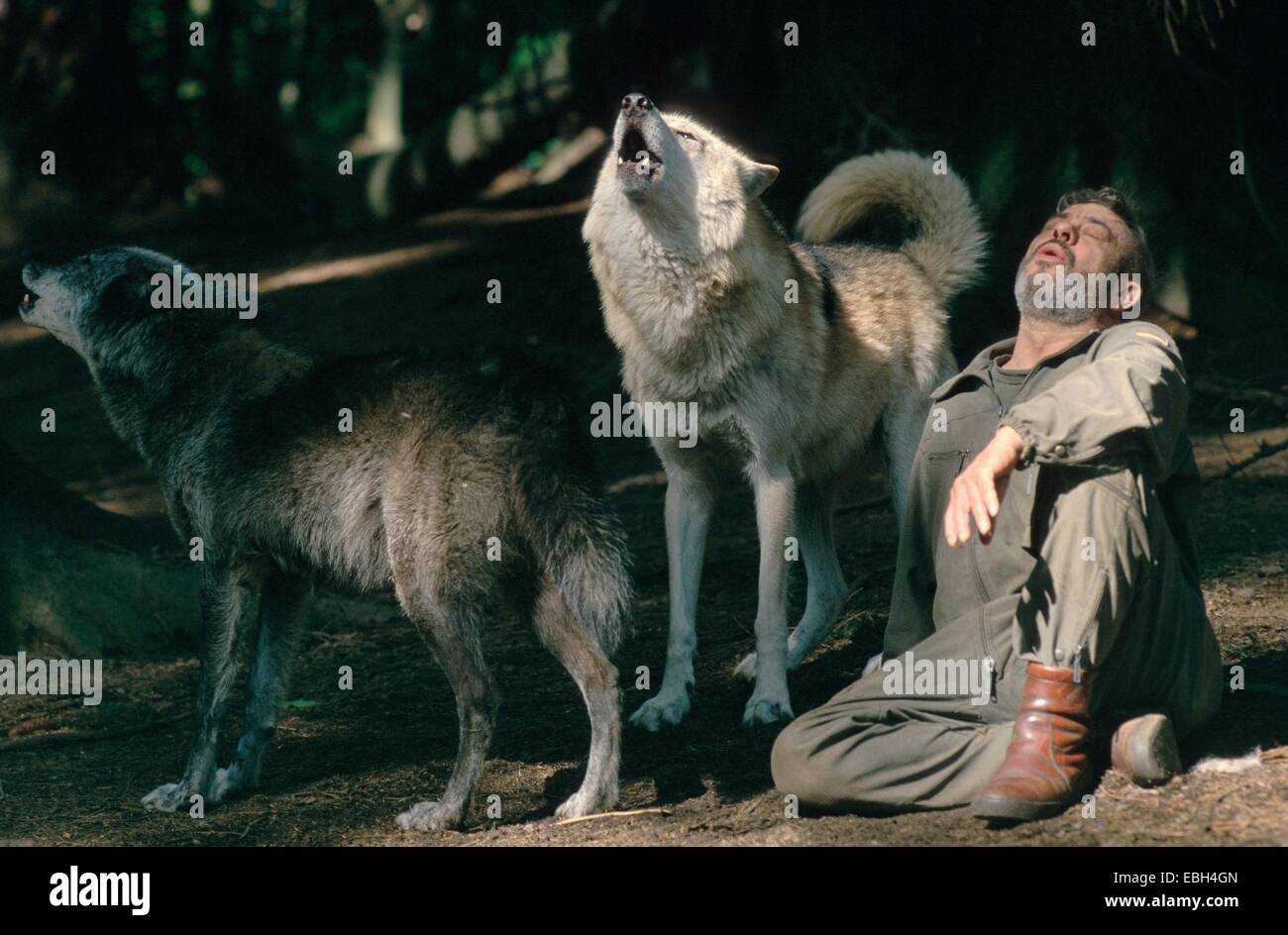 Größenvergleich Des Timberwolfs Mit Dem Menschen