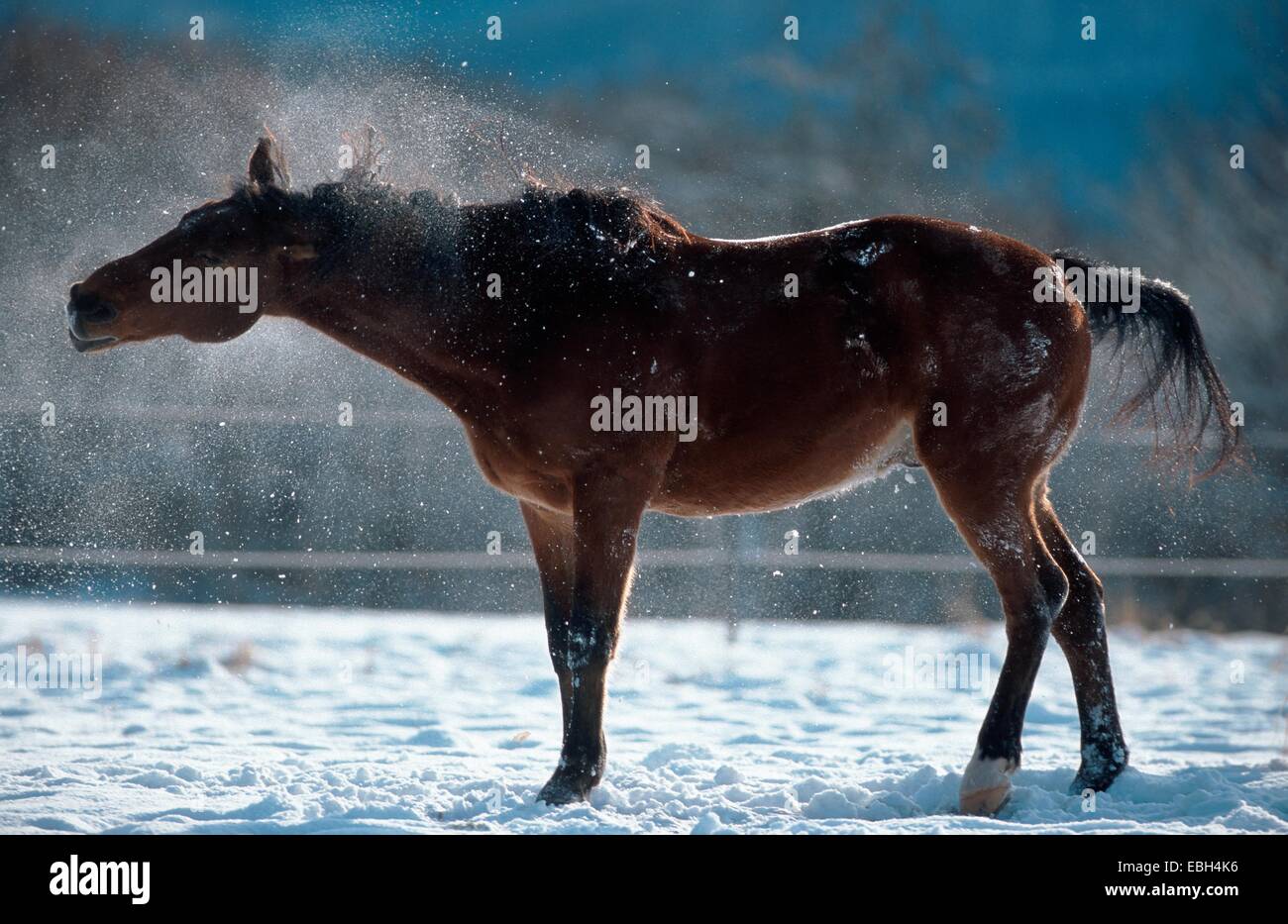 Shaking the coat hi-res stock photography and images - Alamy