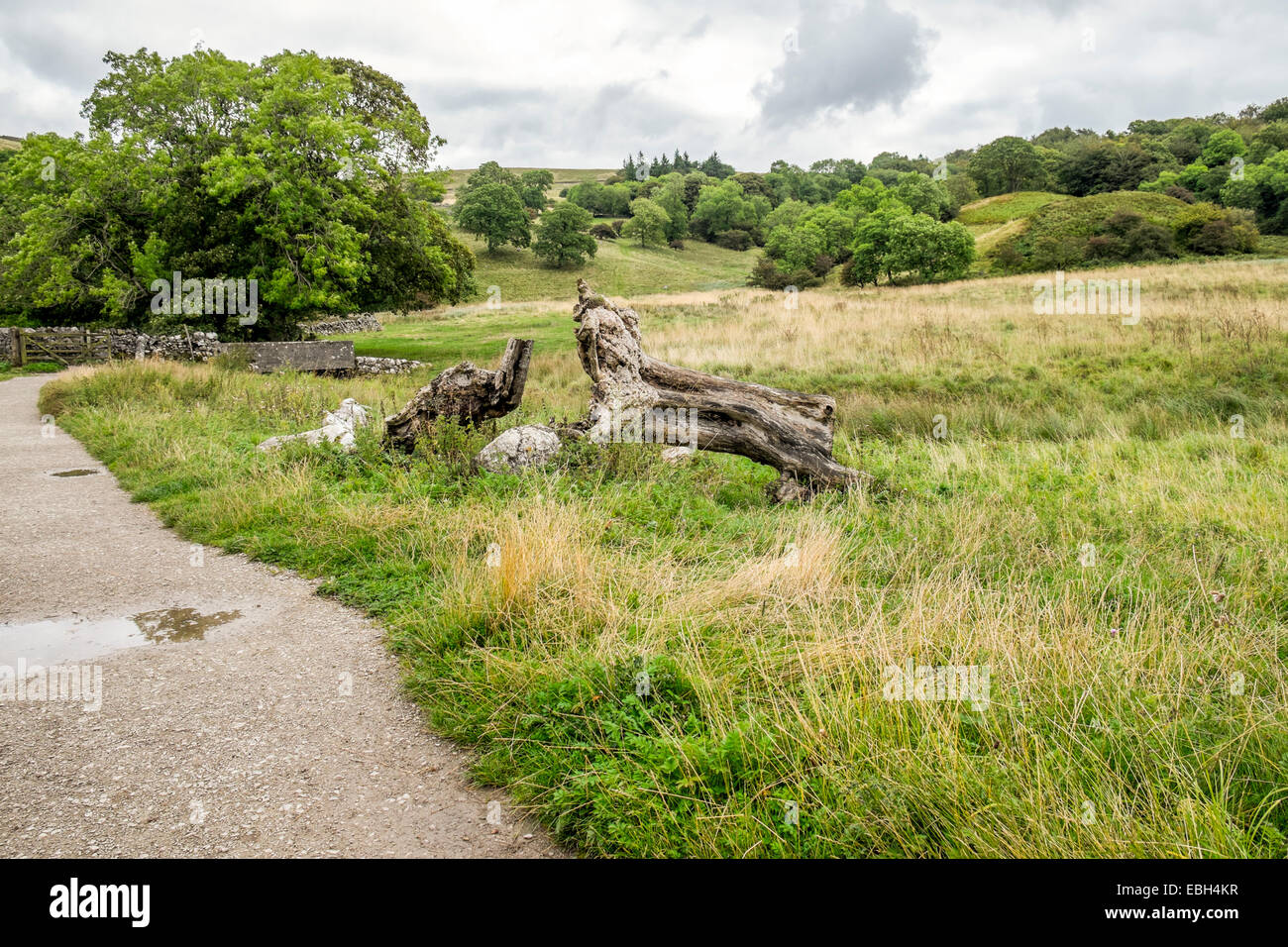Fallen tree near a footpath Stock Photo - Alamy