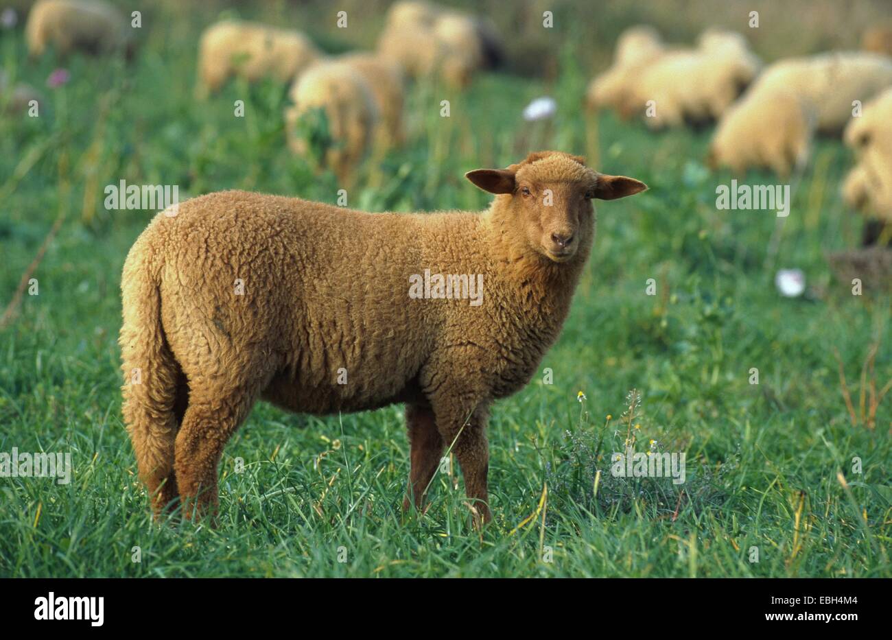 domestic sheep (Ovis aries f. aries), on meadow Stock Photo - Alamy