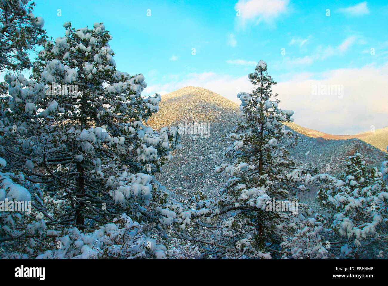 Winter icy forest with beautiful trees Stock Photo - Alamy