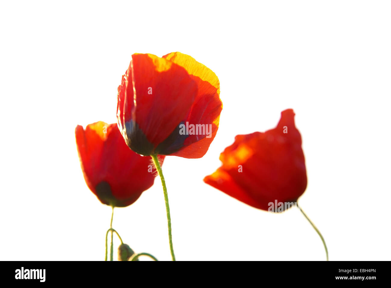 Beautiful red poppies isolated on white background Stock Photo - Alamy