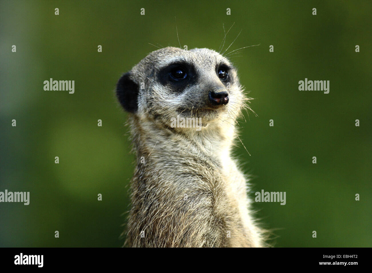 suricate, slender-tailed meerkat (Suricata suricatta), portrait Stock ...