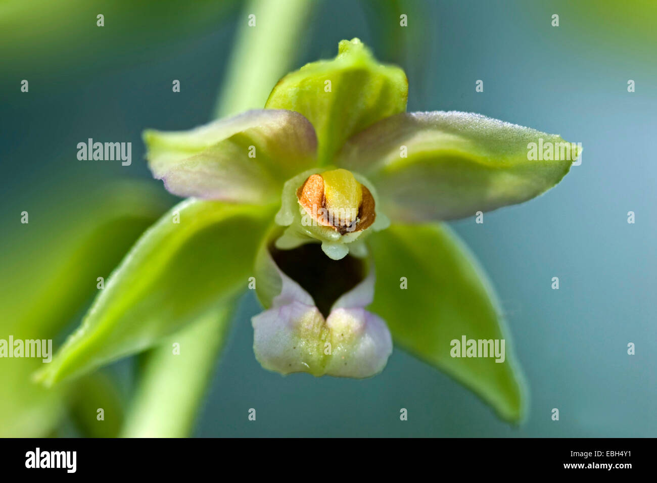 broad-leaved helleborine, eastern helleborine (Epipactis helleborine ...