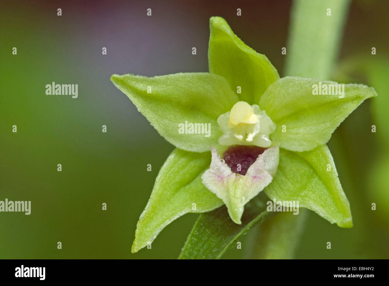 broad-leaved helleborine, eastern helleborine (Epipactis helleborine ...