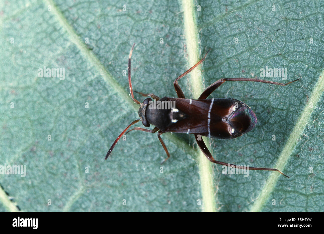 mirid, capsid bug, plant bug (Pilophorus cinnamopterus Stock Photo - Alamy