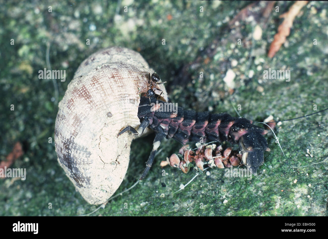 glowworm, glow-worm, great European glow-worm beetle (Lampyris ...