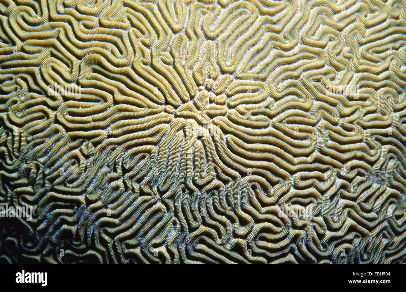labyrinthine brain coral, grooved brain coral, depressed brain coral ...