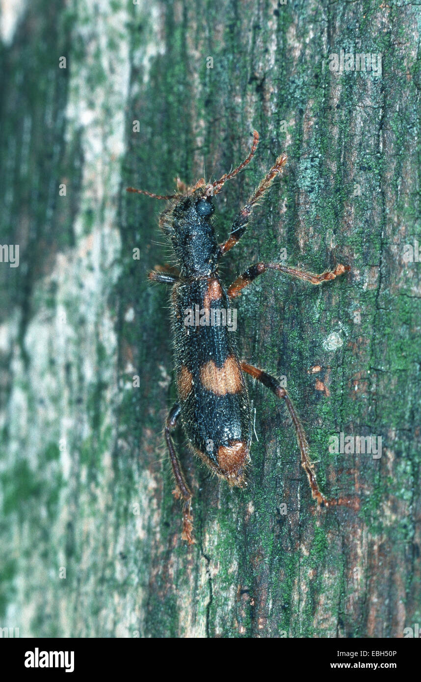 Chequered beetles hi-res stock photography and images - Alamy