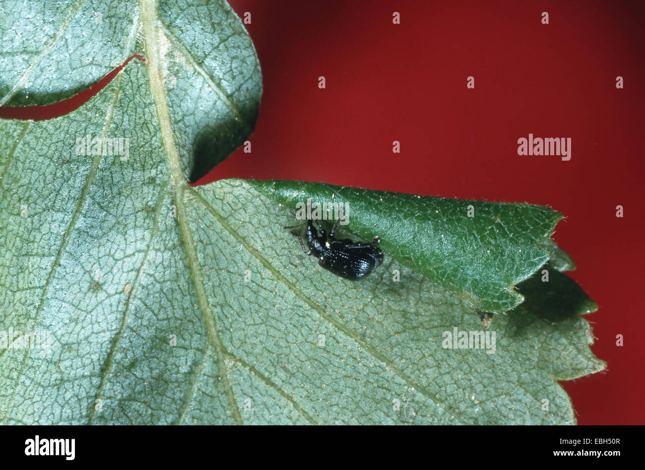 birch leafroller weevil (Deporaus betulae), rolling a leaf Stock Photo ...