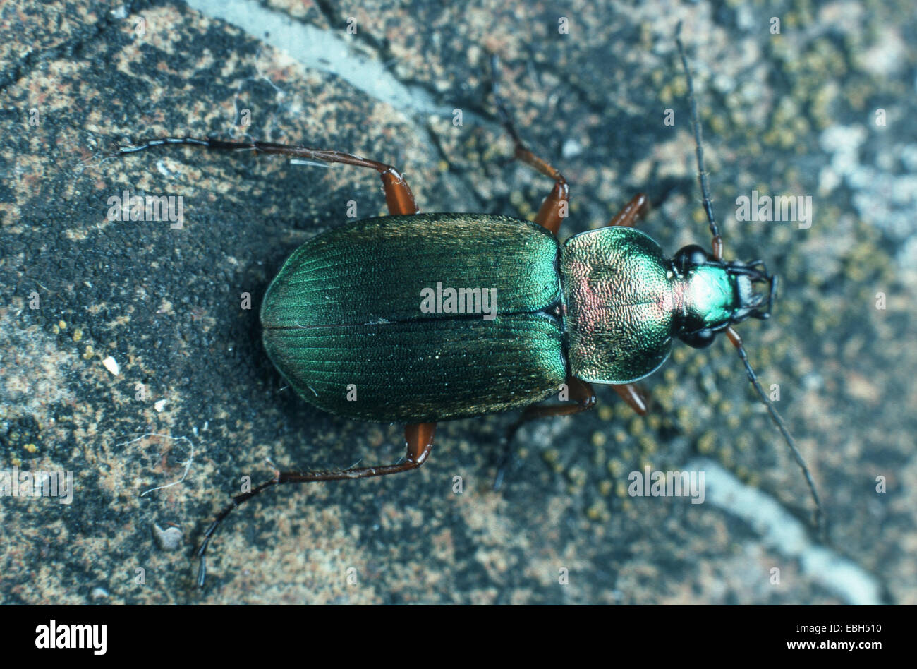 Chlaenius hi-res stock photography and images - Alamy