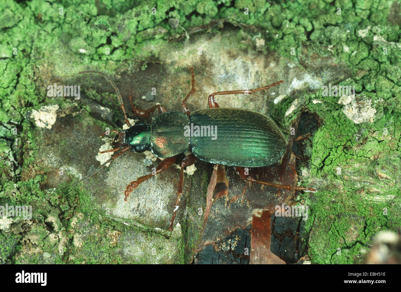 ground beetle (Chlaenius tibialis Stock Photo - Alamy