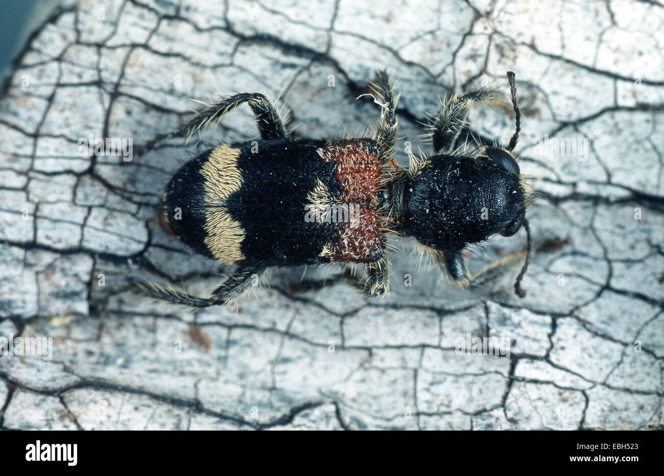 Clerid beetles hi-res stock photography and images - Alamy