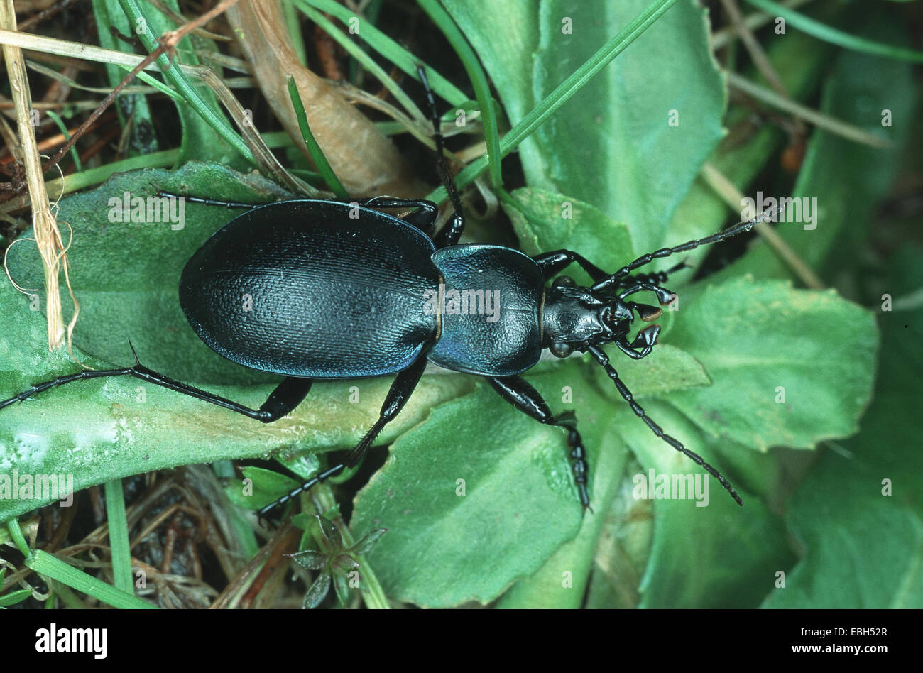 convex ground beetle (Carabus convexus Stock Photo - Alamy