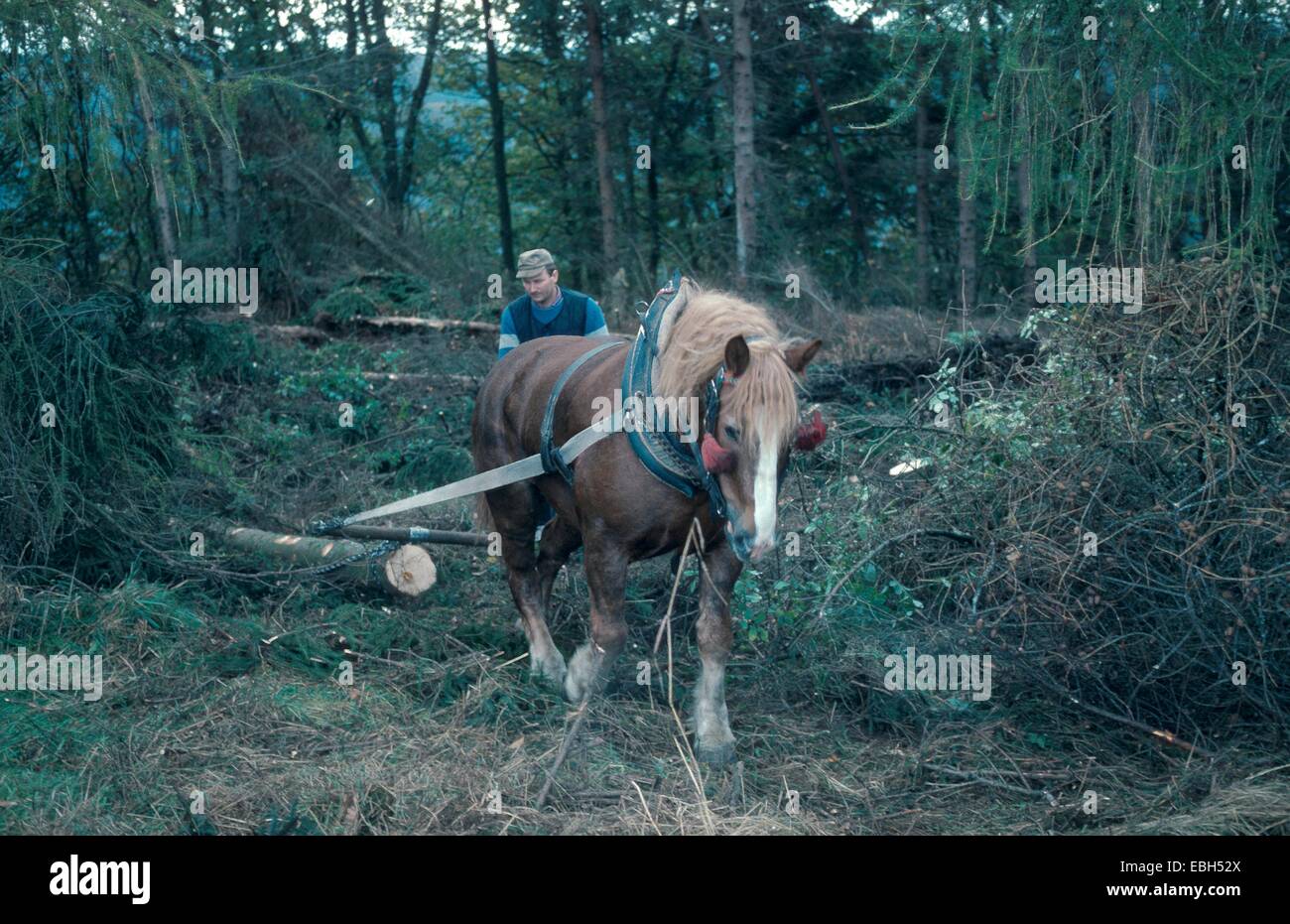 Employment as a work horse in silviculture hi-res stock photography and ...