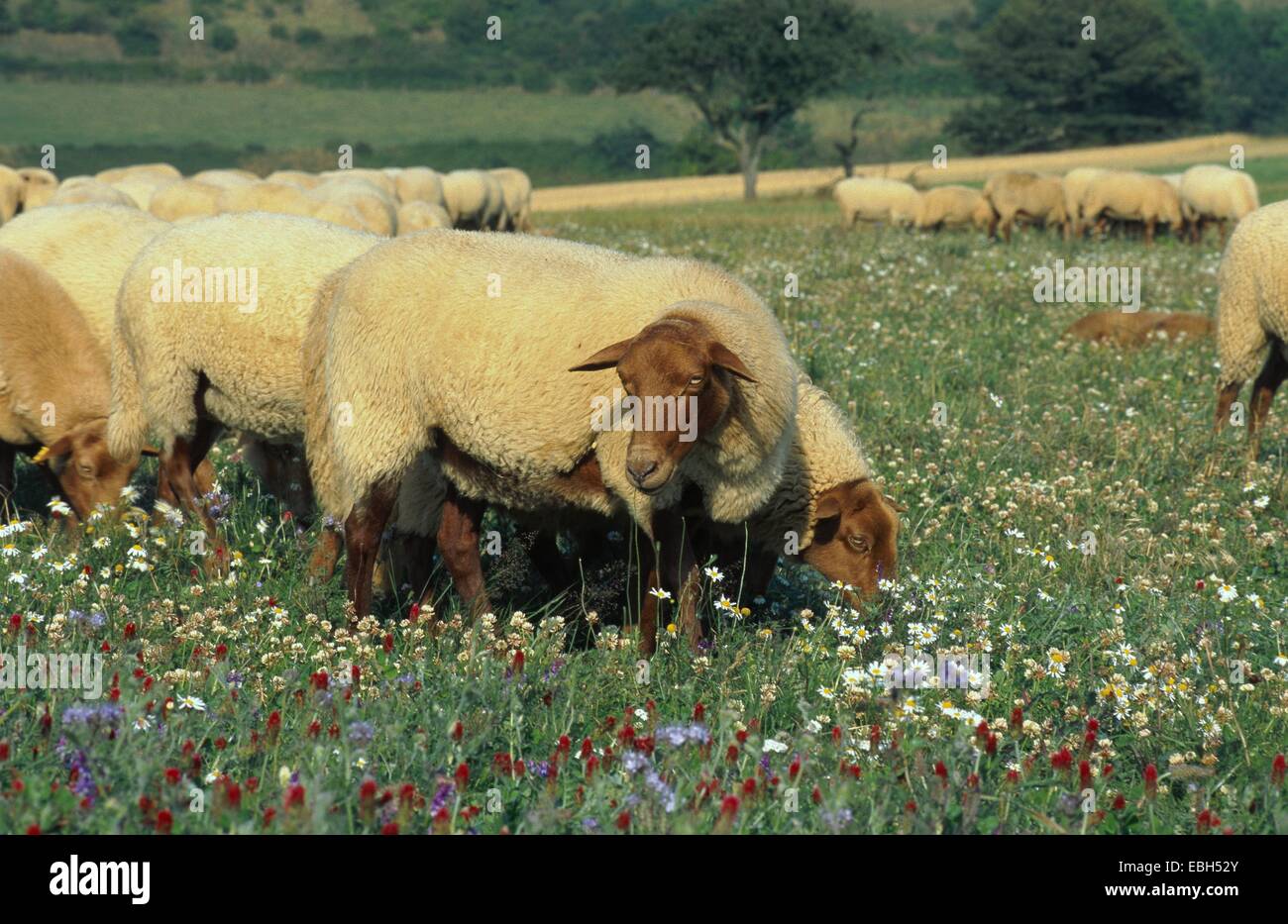 domestic sheep (Ovis aries f. aries), flock of sheeps on flower meadow ...