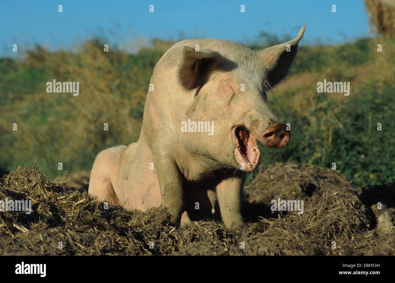 Pig yawning hi-res stock photography and images - Alamy