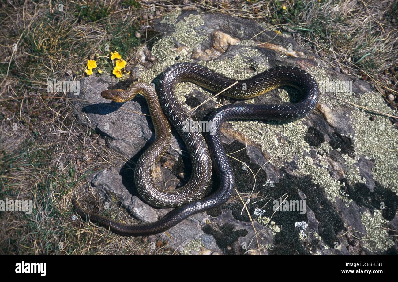 Aesculapian snake (Elaphe longissima Stock Photo - Alamy
