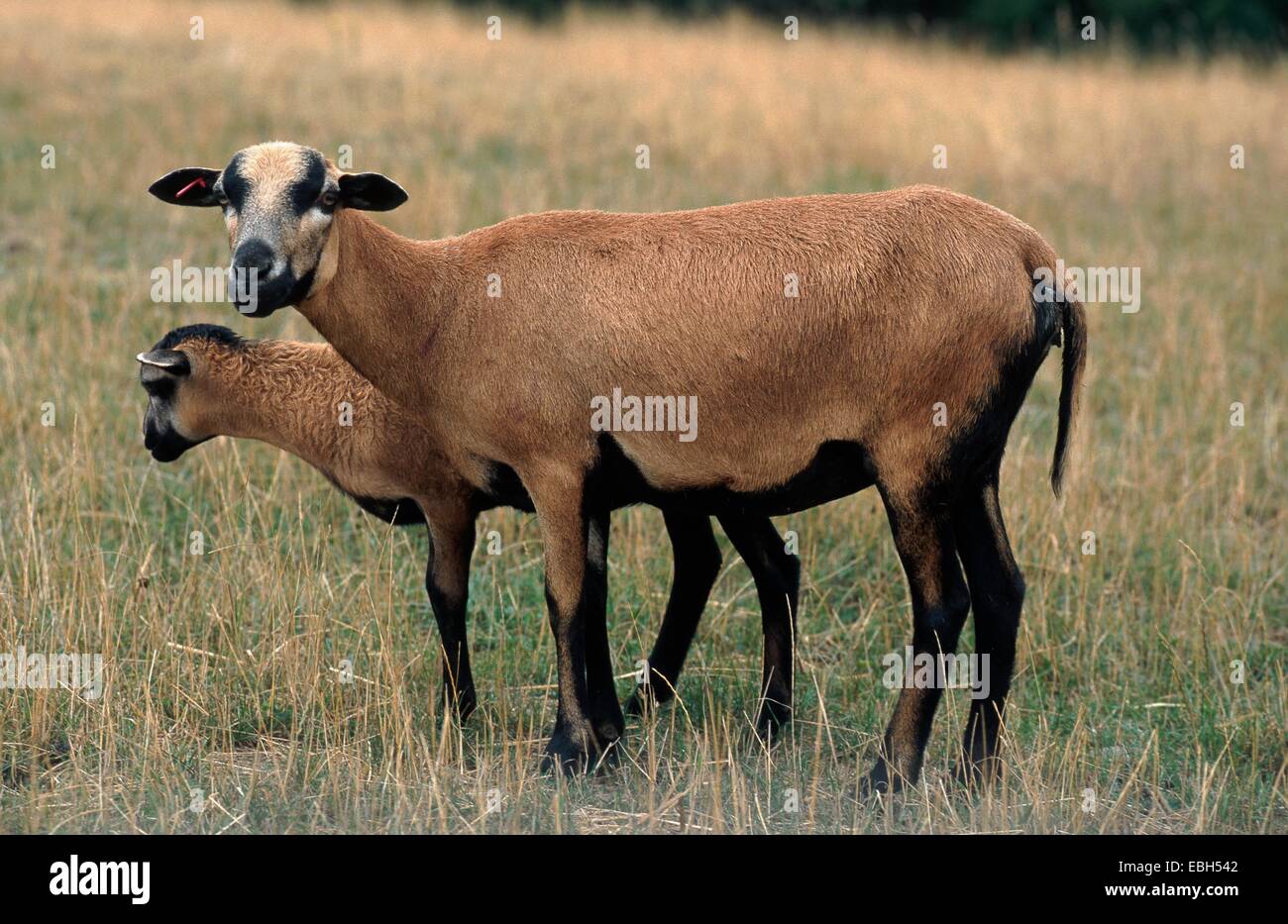 domestic sheep (Ovis aries f. aries), mother with lamb Stock Photo - Alamy