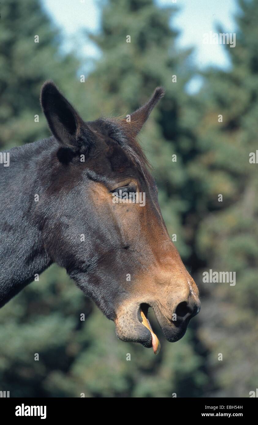 Domestic donkey equus asinus f asinus hi-res stock photography and ...