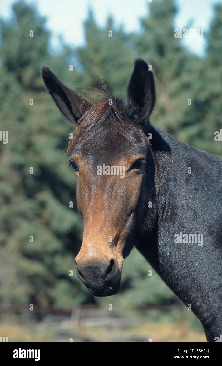 domestic donkey (Equus asinus f. asinus), portrait, frontal Stock Photo ...