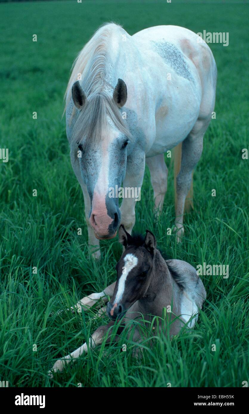 Mare mares hi-res stock photography and images - Alamy