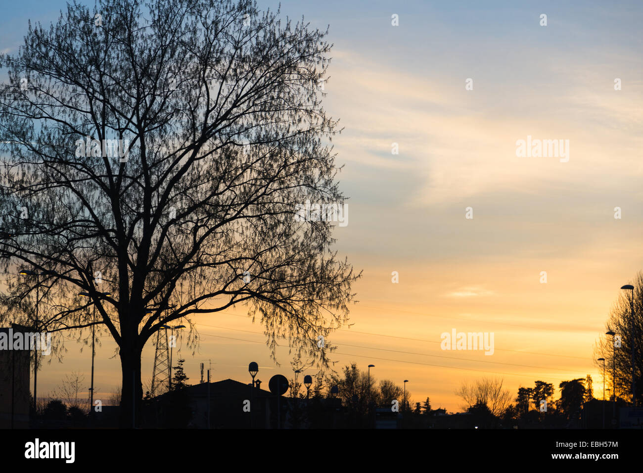 The sunset tree hi-res stock photography and images - Alamy