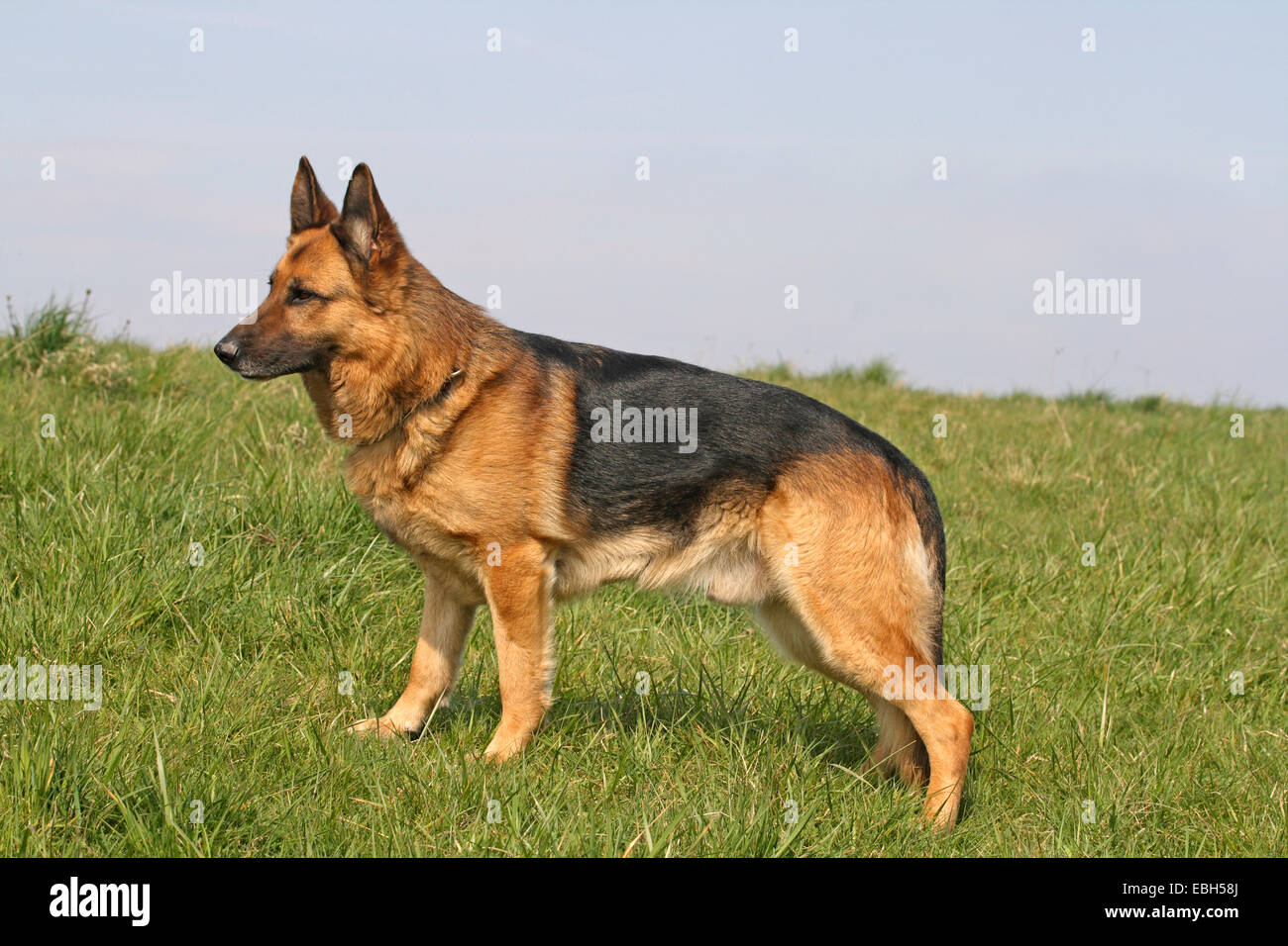 German shepherd dog standing in hi-res stock photography and images - Alamy