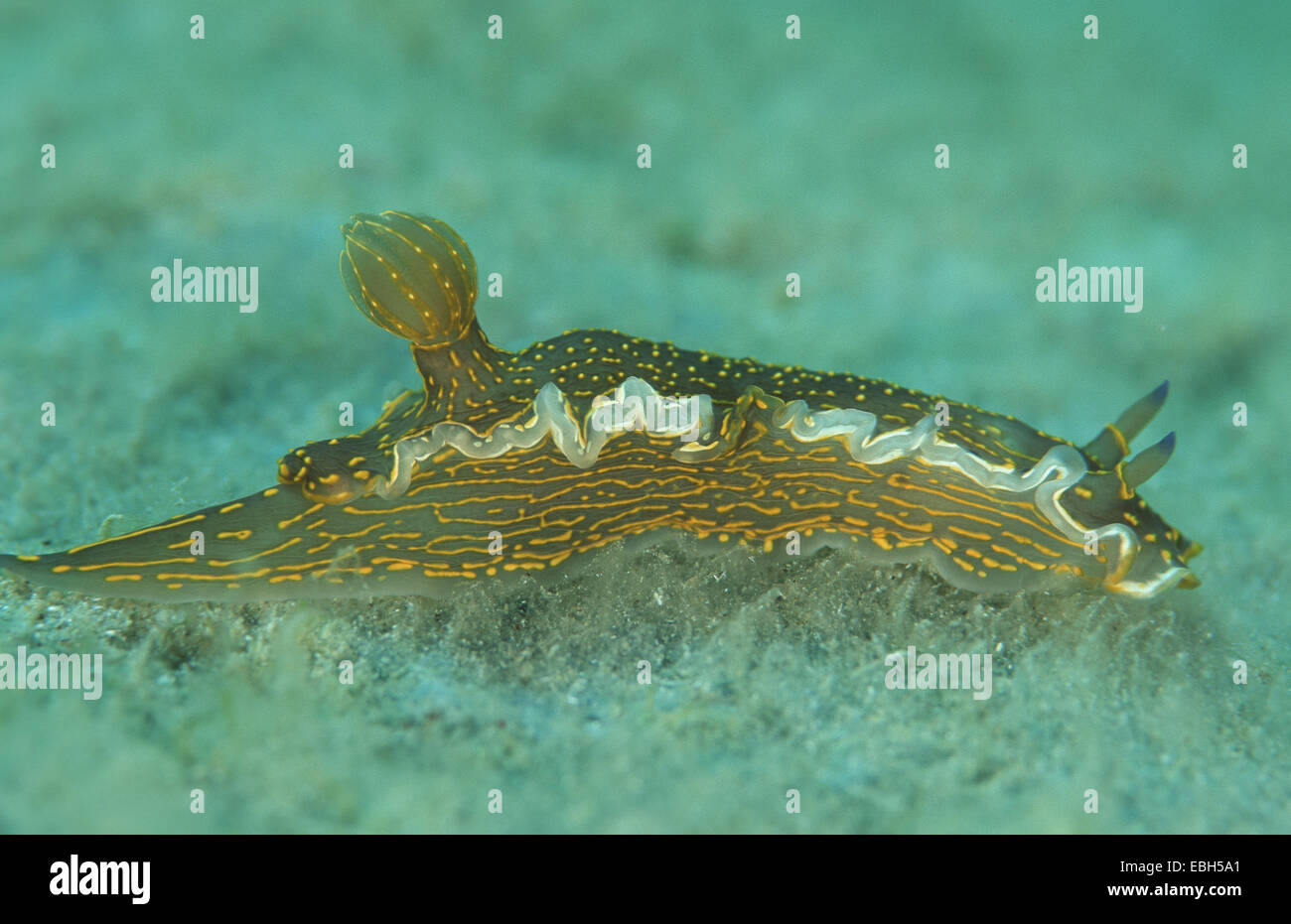 Giant Doris (Hypselodoris elegans Stock Photo - Alamy