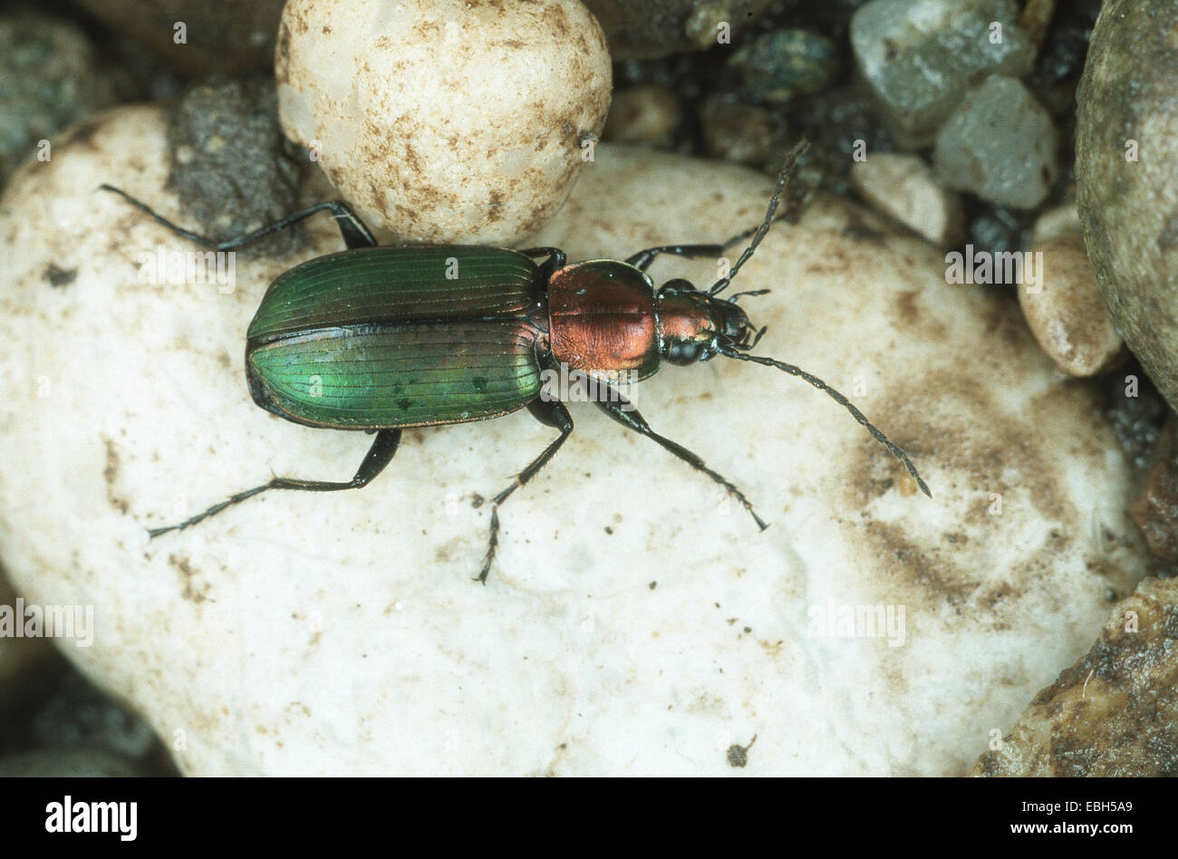Nitidulus hi-res stock photography and images - Alamy