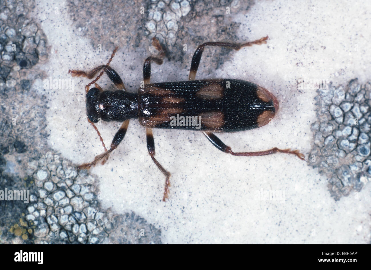 chequered beetle (Opilo mollis Stock Photo - Alamy