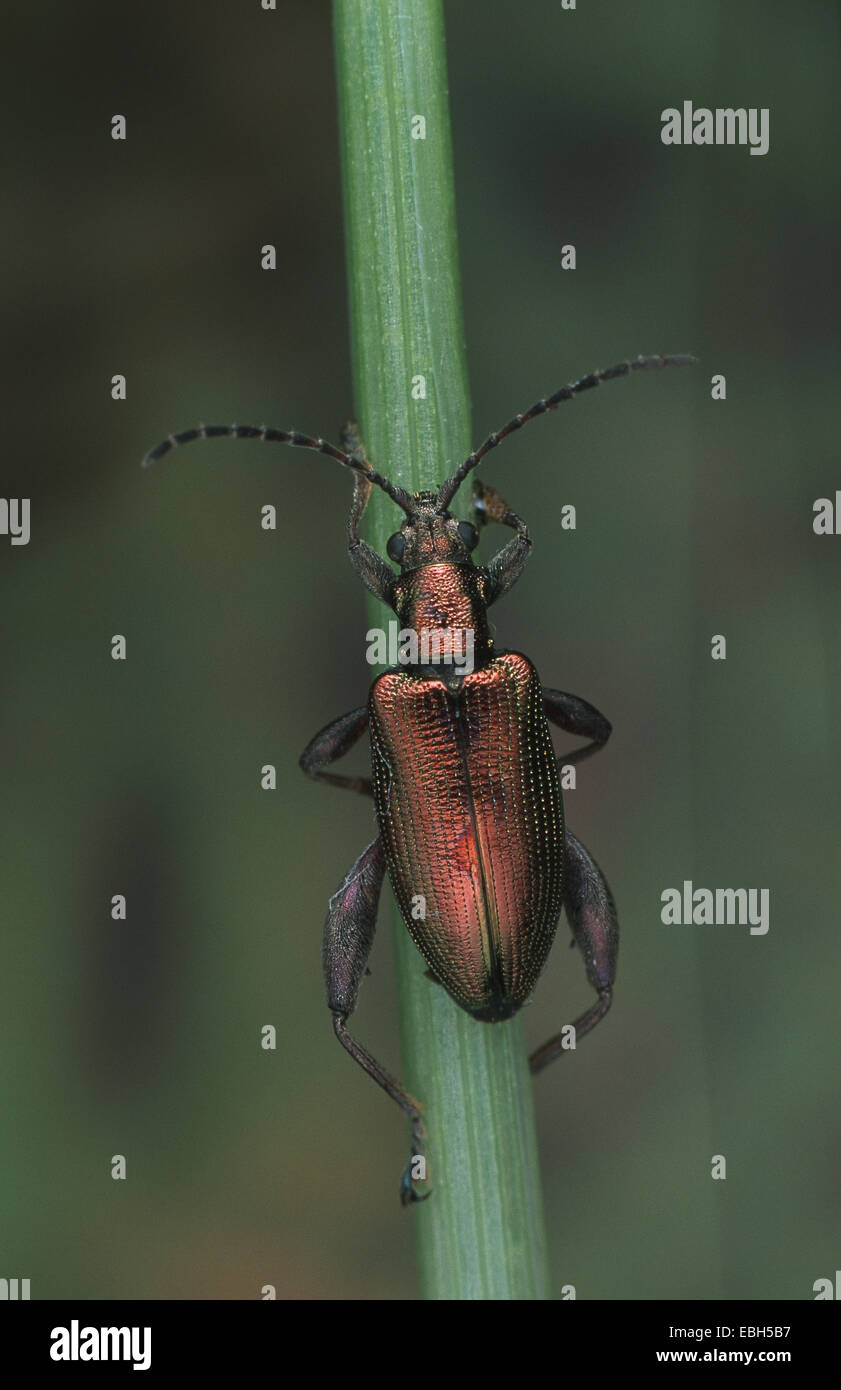 Reed beetles hi-res stock photography and images - Alamy