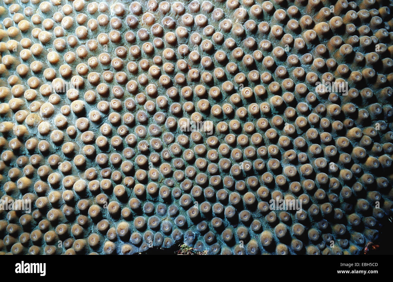 great star coral, large star coral (Montastrea cavernosa Stock Photo ...