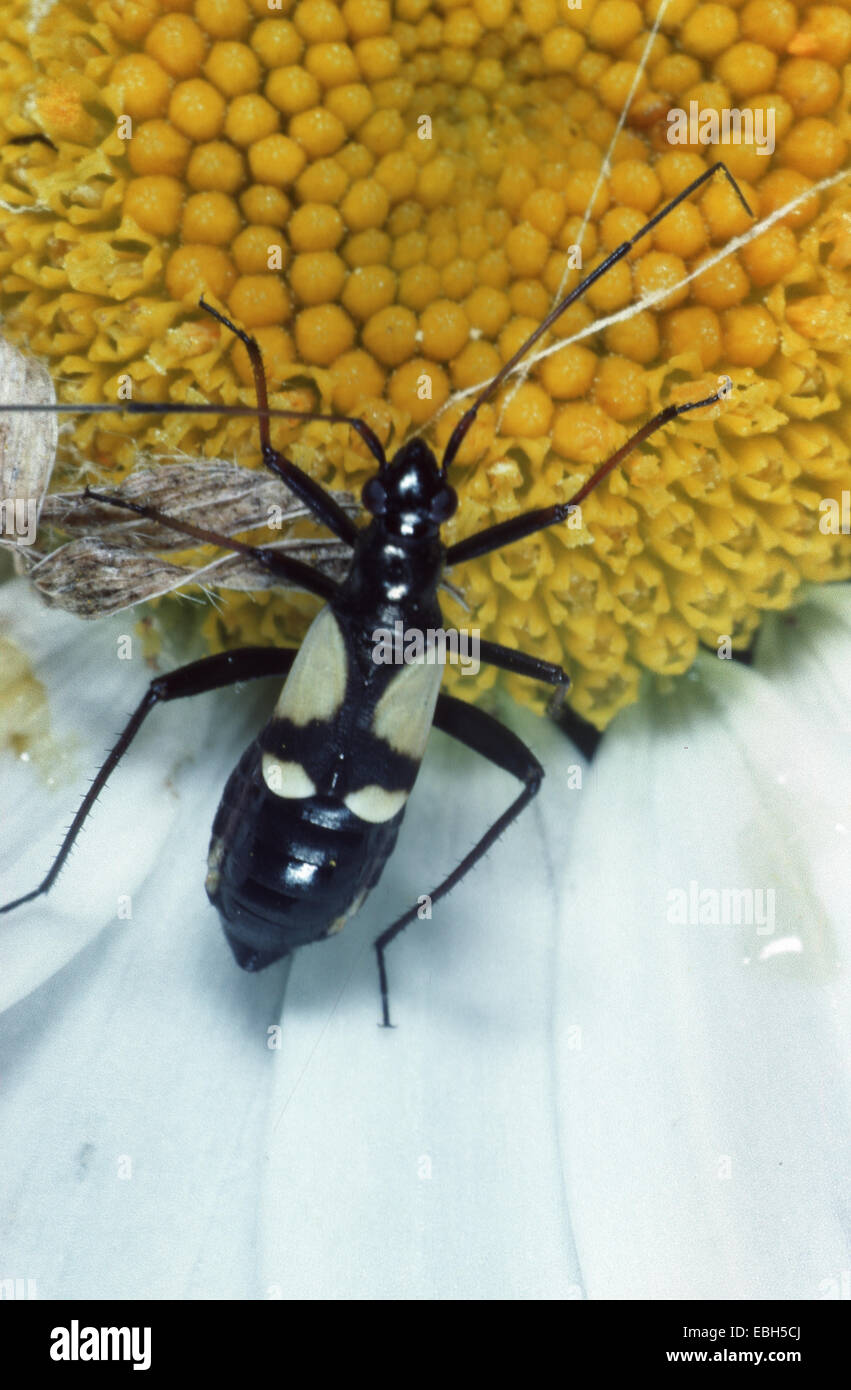 mirid, capsid bug, plant bug (Alloeonotus fulvipes Stock Photo - Alamy