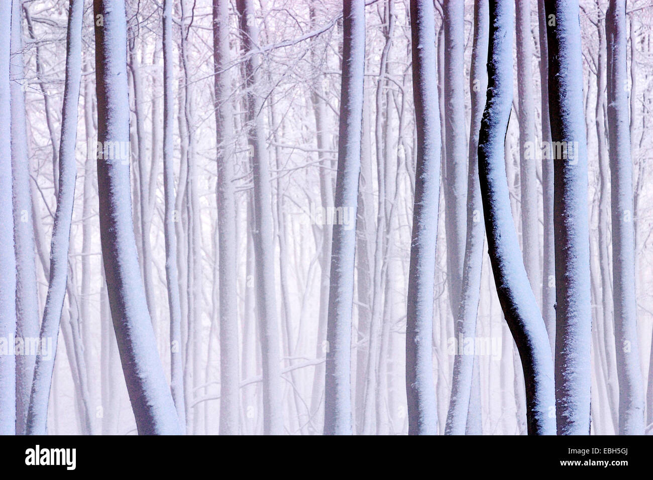 European beech fagus sylvatica in winter hi-res stock photography and ...