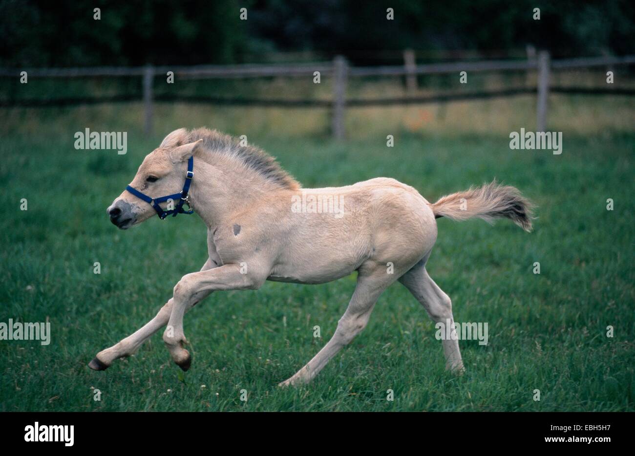 domestic horse, Norwegian horse (Equus przewalskii f. caballus), foals ...