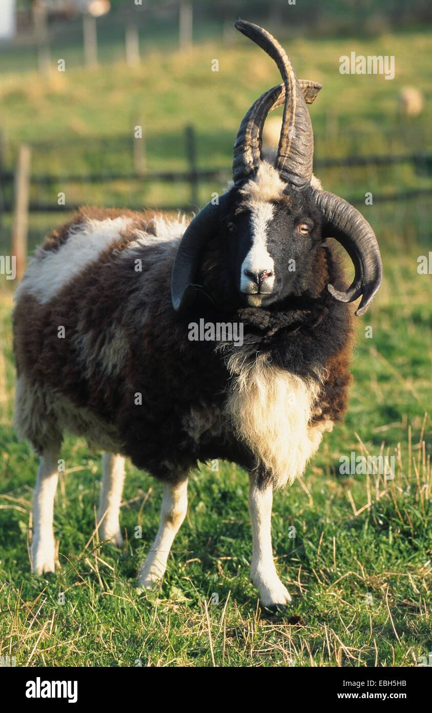 domestic sheep (Ovis aries f. aries), billy-goat with horns Stock Photo ...