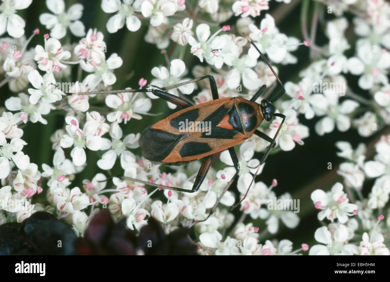 mirid, capsid bug, plant bug (Calocoris hispanicus Stock Photo - Alamy