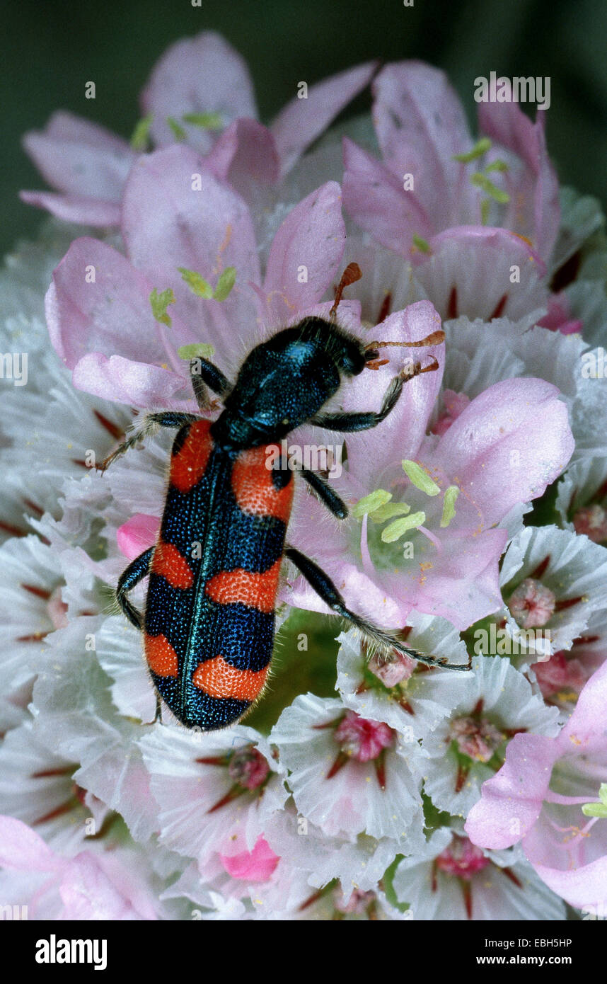 Checkered bee beetle hi-res stock photography and images - Alamy