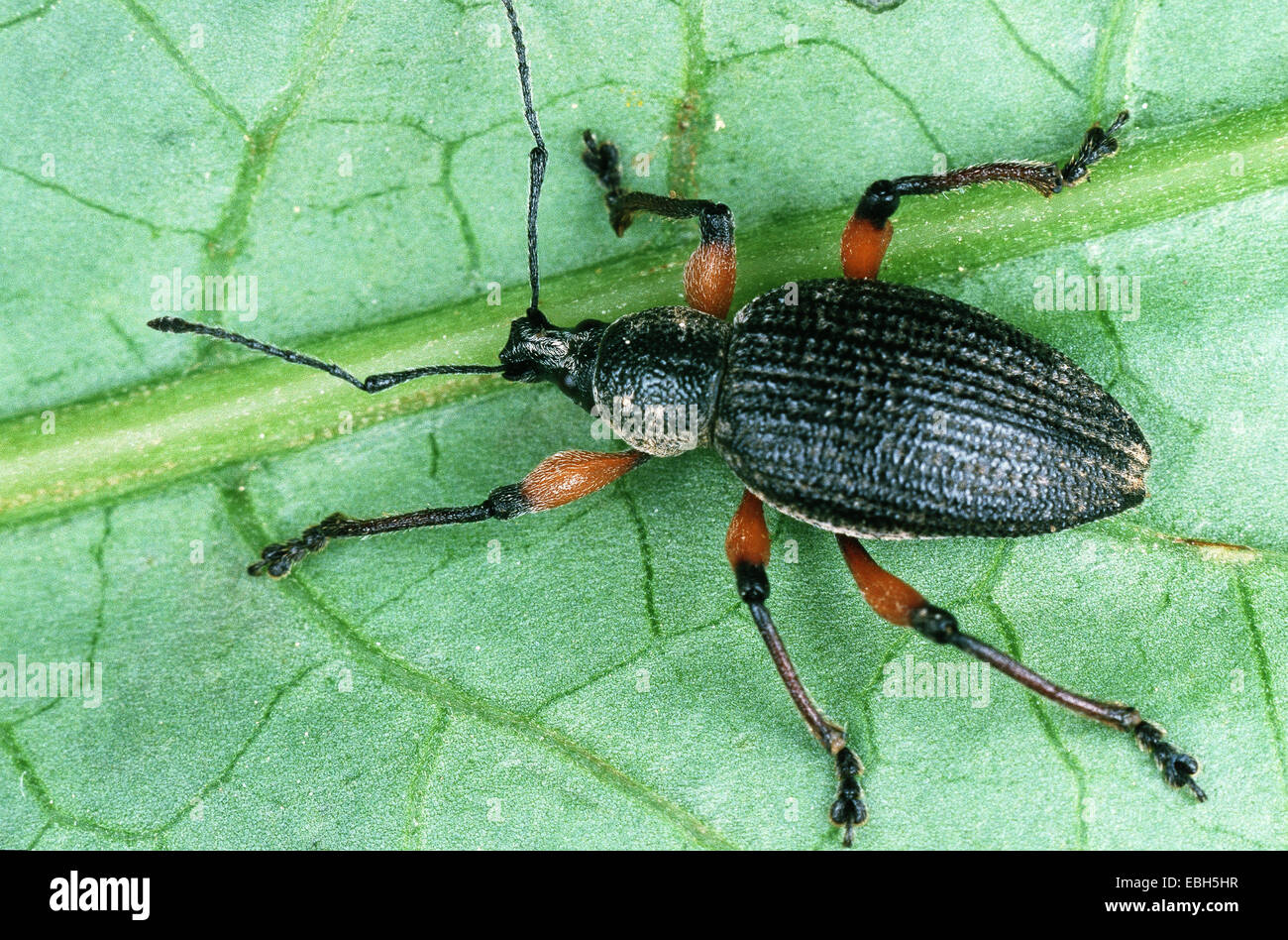 Snout beetle hi-res stock photography and images - Alamy