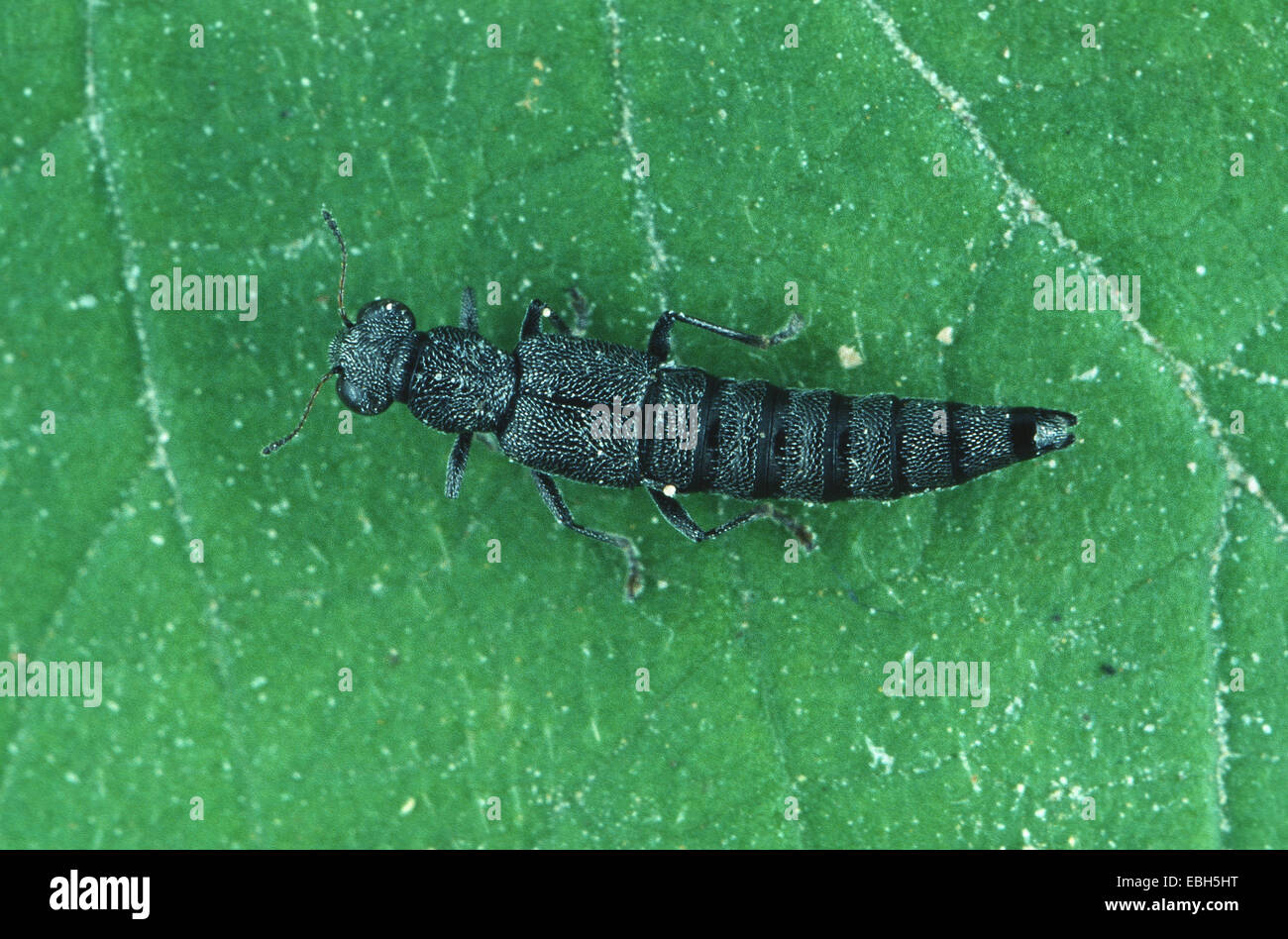 beetle (Stenus tarsalis Stock Photo - Alamy