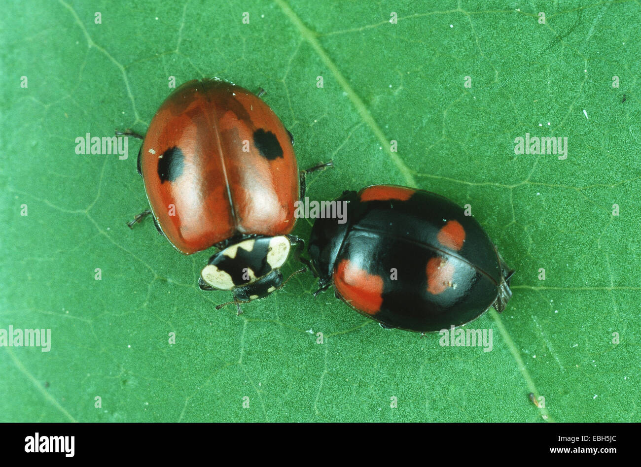two-spot ladybird, 2-spot ladybird (Adalia bipunctata), different ...