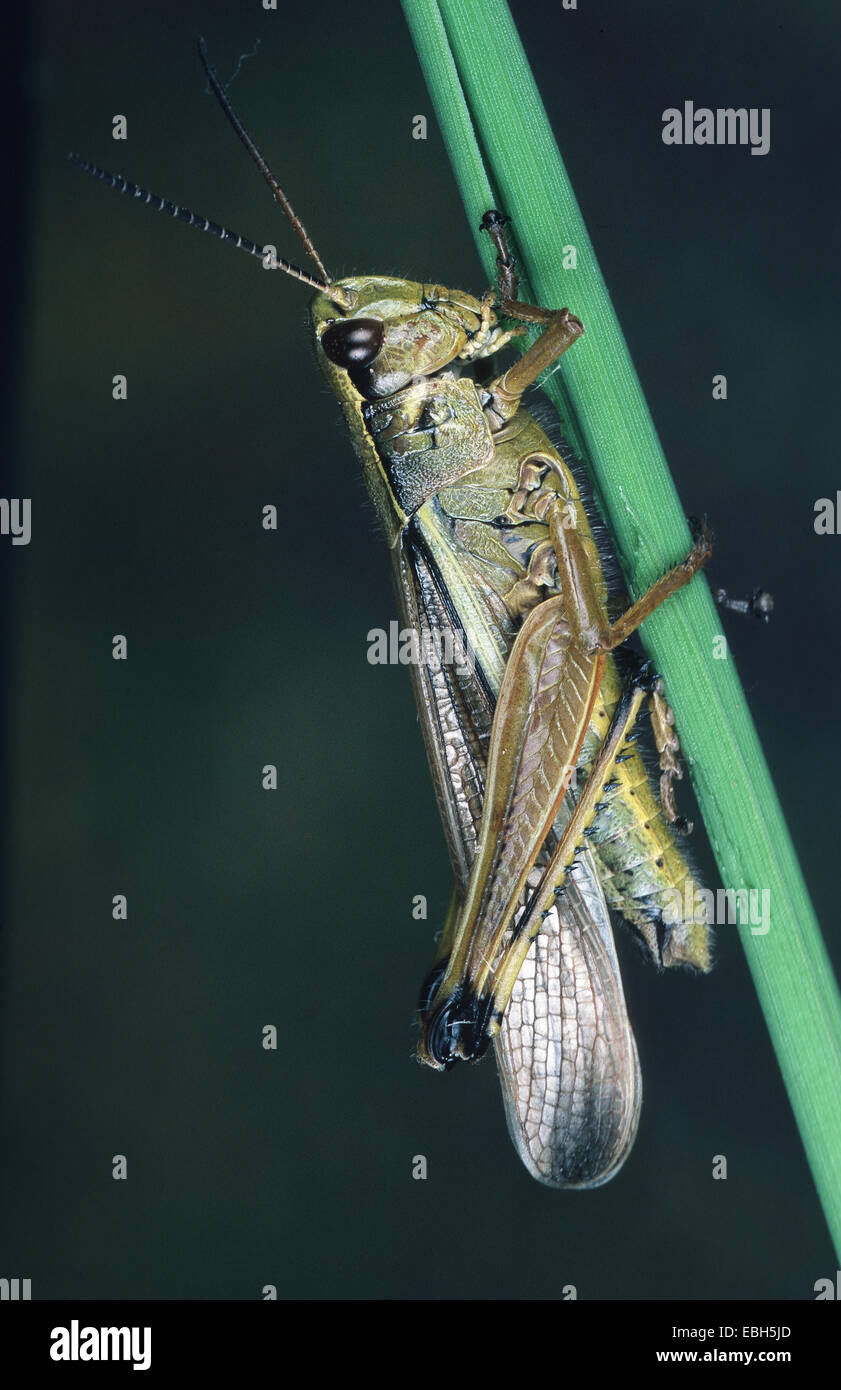 large marsh grasshopper (Mecostethus grossus Stock Photo - Alamy