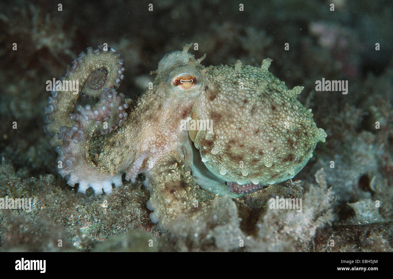 common octopus, common Atlantic octopus, common European octopus ...