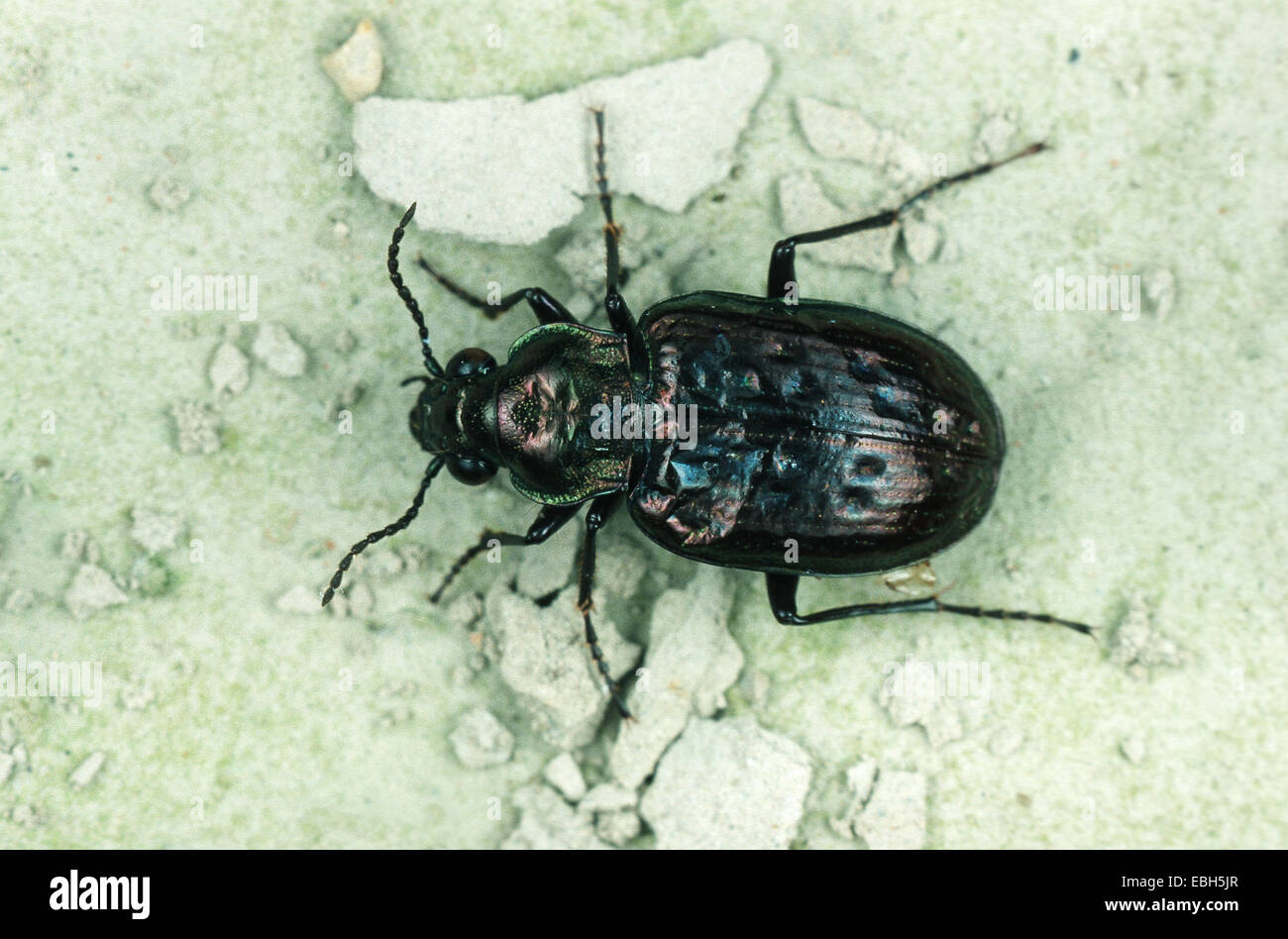 Multipunctata hi-res stock photography and images - Alamy